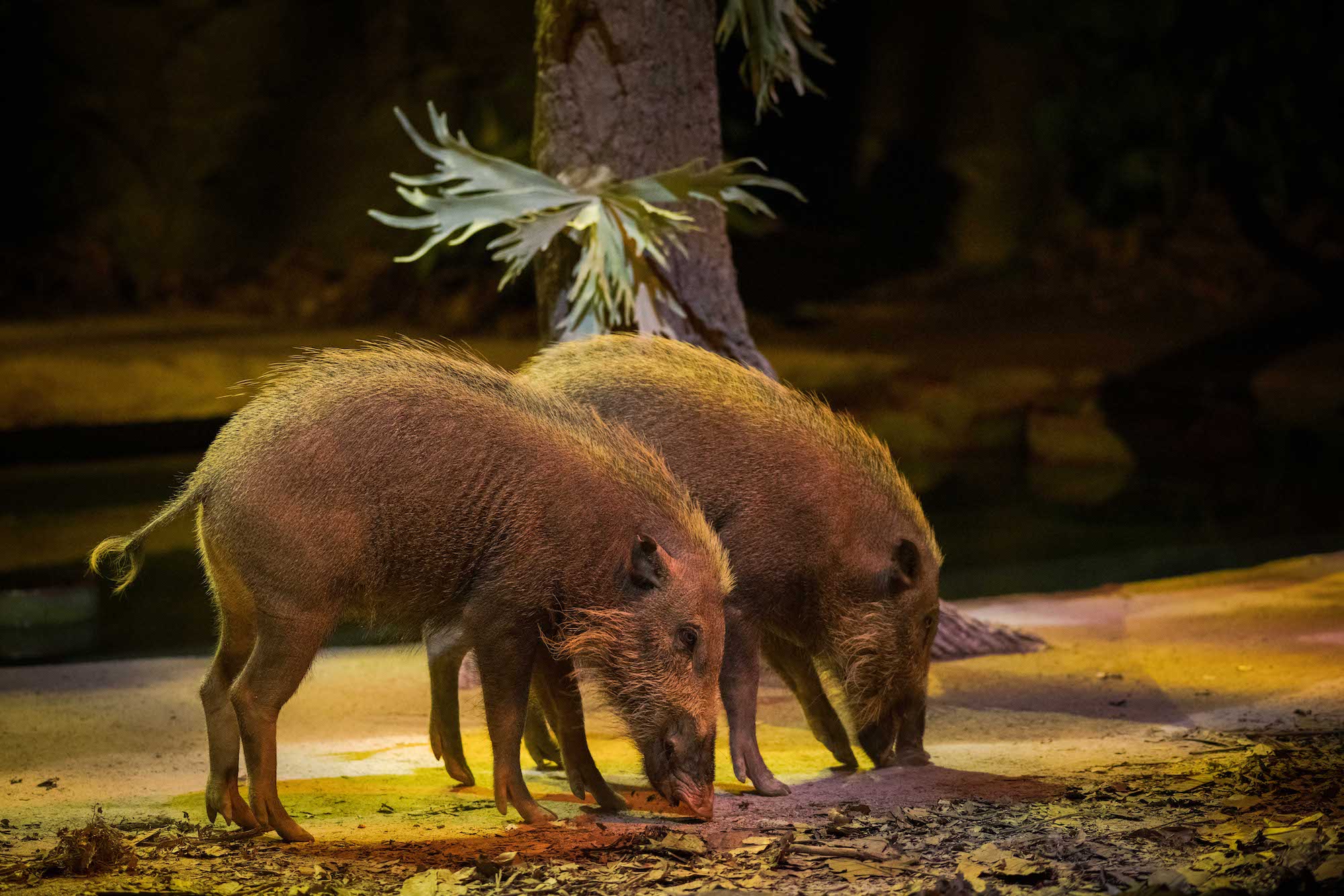 NEW AMPHITHEATRE FOR SINGAPORE’S NIGHT SAFARI AND A REVAMPED CREATURES ...
