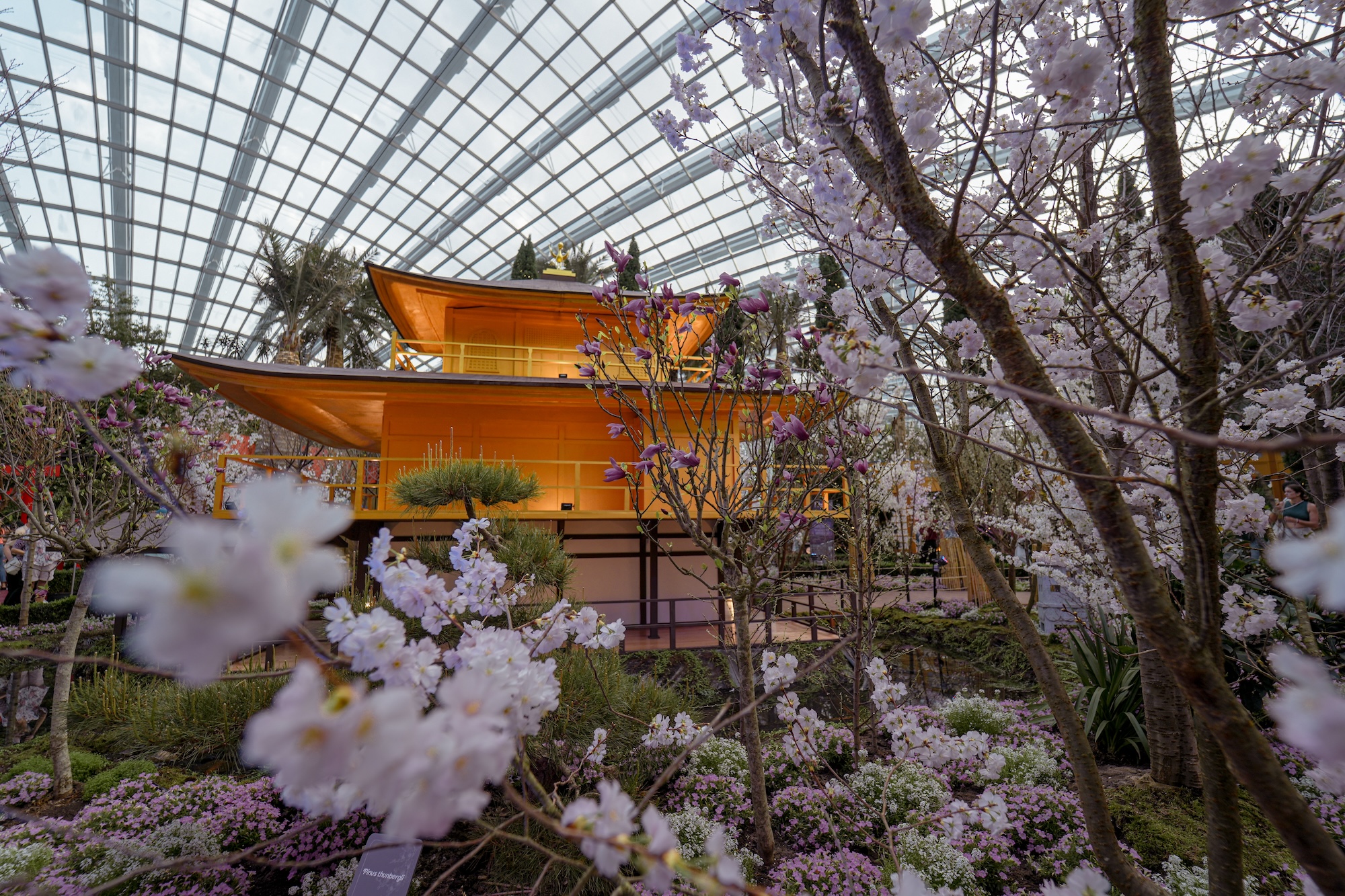 DISCOVER THE MAGIC OF SAKURA: A DAY-TO-NIGHT EXPERIENCE AT GARDENS BY ...